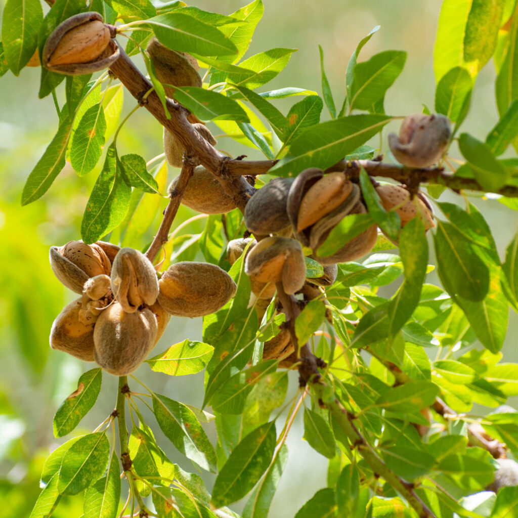 Bird Gard – The future of Bird Control, today.
